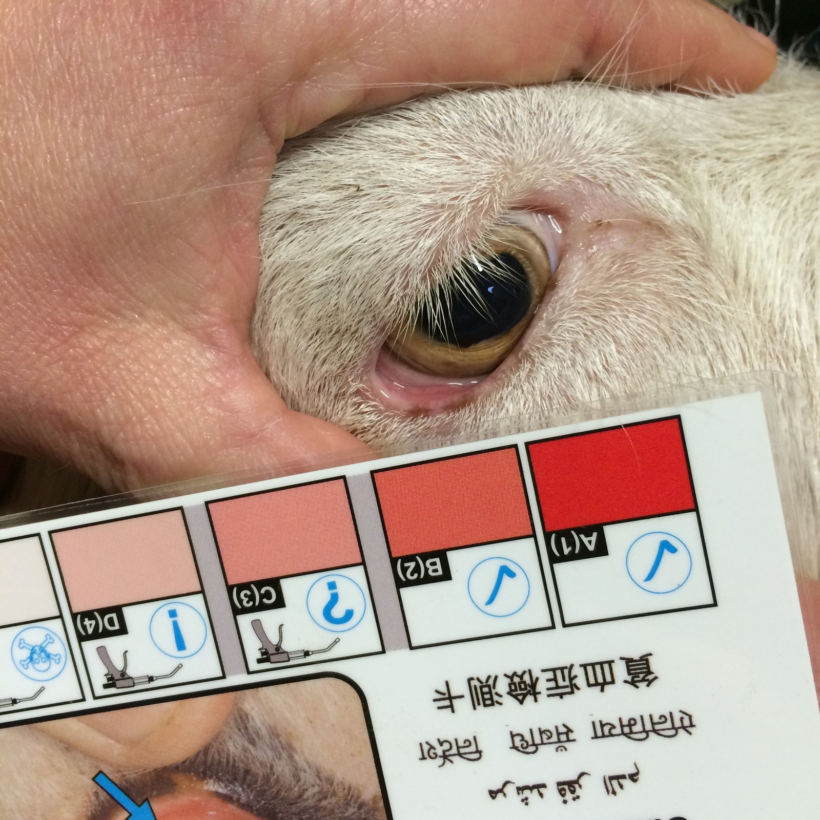 Parasiten-Überwachungsprogramm | Beratungs- und Gesundheitsdienst für ...